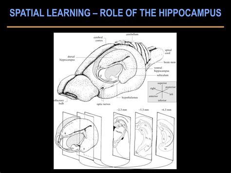 Ppt Spatial Navigation In Rats Behavioral Plasticity Powerpoint Presentation Id4361744
