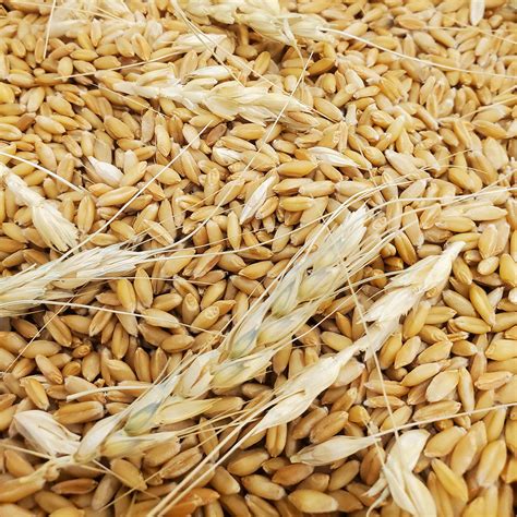 Wheat Seeds