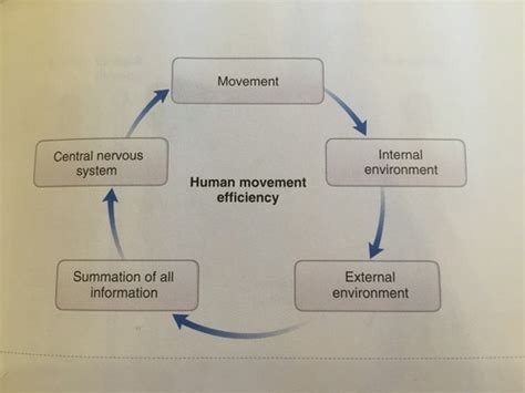 Human Movement System