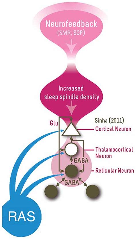 Differential Effects Of Theta Beta And Smr Neurofeedback In Adhd On Sleep Onset Latency