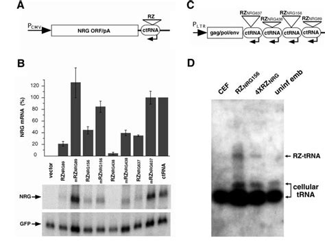 Ribozyme Delivery Constructs And Expression In Cell Culture A