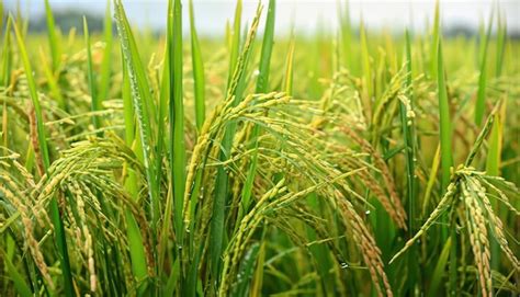 Premium Photo Mature Rice In Rice Field The Rice Is Growing In The Field