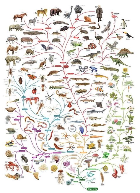 Evoluzione Della Specie Ma Quale Specie Apra