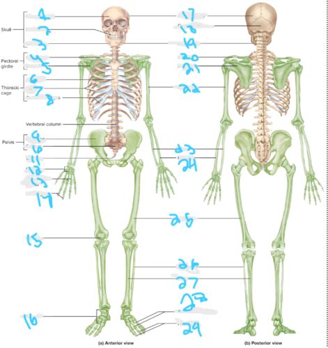 Lab Skeletal System Basics Flashcards Quizlet