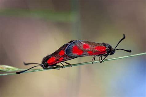 Accouplement 이미지 찾아보기 1 462 스톡 사진 벡터 및 비디오 Adobe Stock