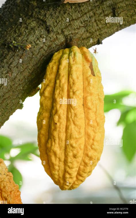 Cocoa Tree With Pods Used As Food And Drink Stock Photo Alamy