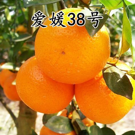 爱媛38号柑橘苗嫁接柑桔树苗早熟柑桔苗果冻橙爱媛38杂柑当年结果 虎窝淘