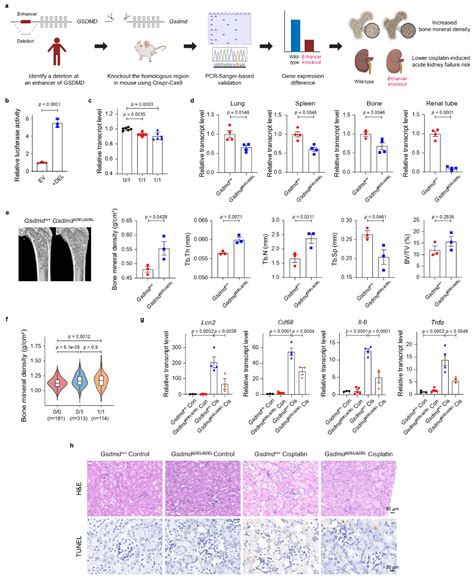 Nature Communication丨樊少华团队：基于长读长数据在945名汉族人基因组中发现与表型多样性和疾病易感性相关的结构变异 复旦大学 进化生物学研究中心