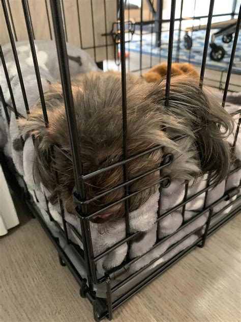 My Chew While Im Not There Scrolller