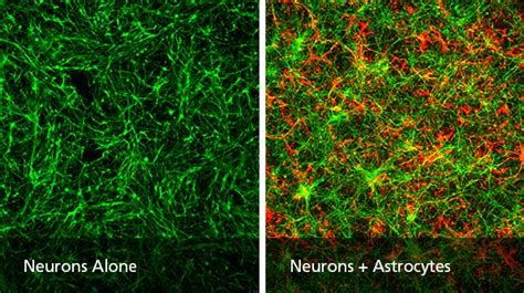 Protocol For Forebrain Neuron Astrocyte 2d Co Culture Stemcell