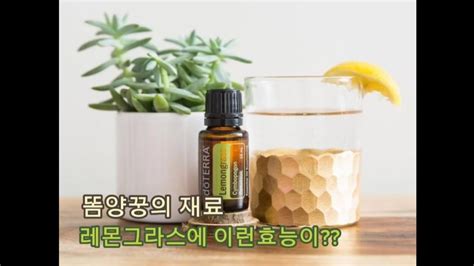 똠양꿍에 레몬그라스가 도테라 레몬그라스에센셜오일 레몬그라스오일활용법 레몬그라스의 효능 레몬그라스사용 손쉬운 예센셜오일 사용법 일상에서 오일사용하기 노케미