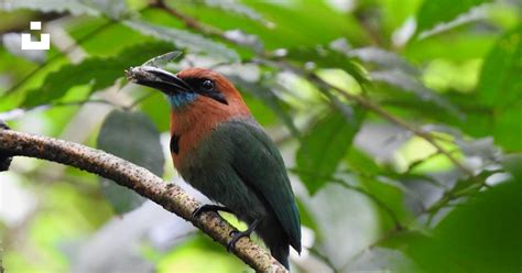 나뭇가지에 앉아 있는 형형색색의 새 사진 Unsplash의 무료 코스타리카 이미지