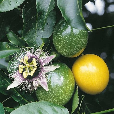 Passion Flower Seeds Etsy