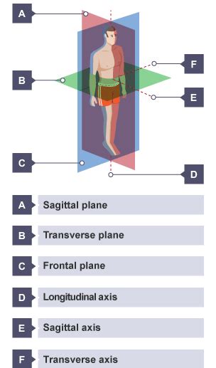 longitudinal axis and transverse axis