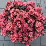 When To Prune Azaleas Optimal Times Pond Informer