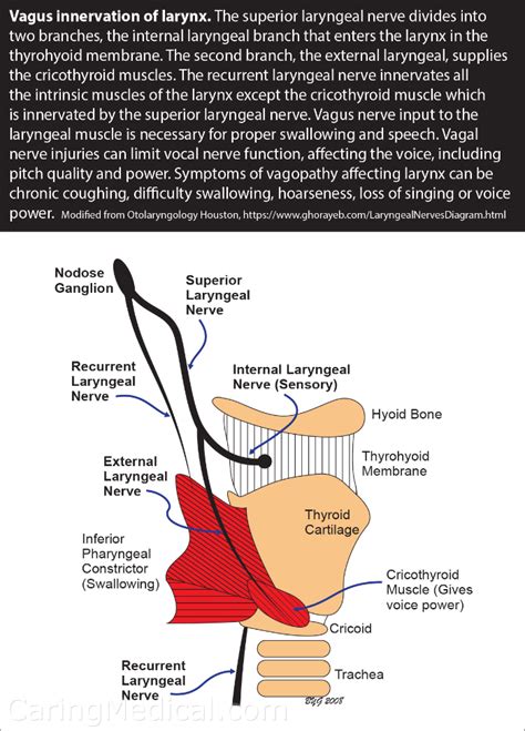 Phrenic And Vagus Nerve