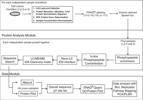 General Workflow For Quantitative Phosphoproteomics By Itraq Õ Labeling Download Scientific