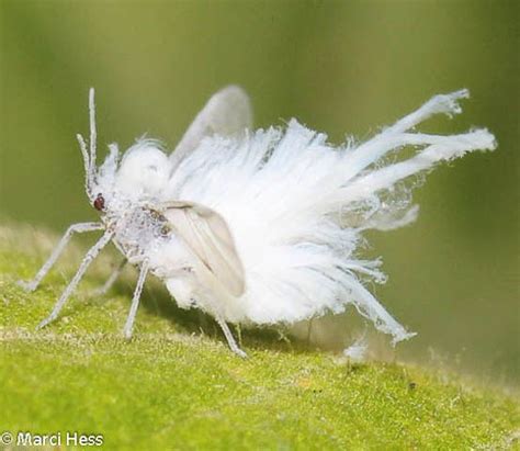 Woolly Aphids Database Plants