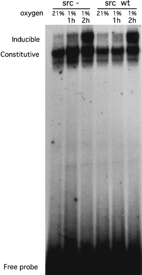 The Src Kinase Activity In Fibroblasts Exposed To Hypoxia Transformed