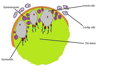Leydig Cells Location Function Secretion And Vs Sertoli Cells