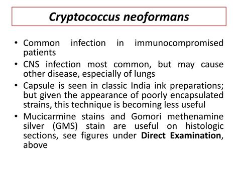 Ppt Candida And Crytococcus Powerpoint Presentation Free Download Id 2326622