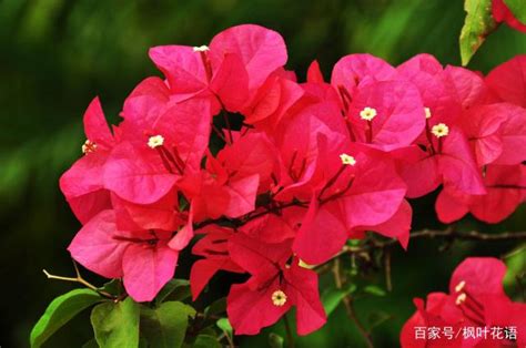 三角梅的花語寓意及傳說你們知道嗎 蘭亭花集