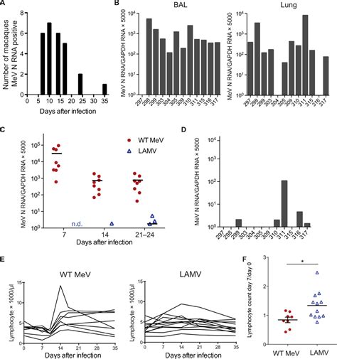 Measles Virus Replication