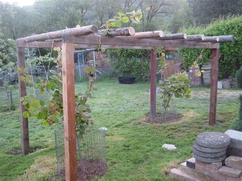 Best Ideas For Kiwi Trellis Kiwis Forum At Permies