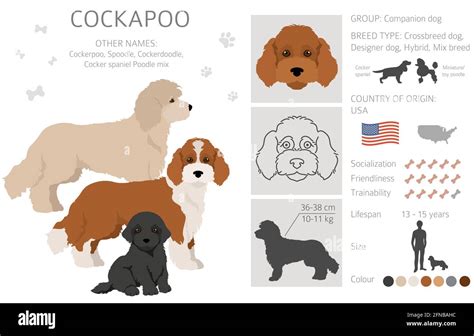 Cockapoo Mix Breed Clipart Different Poses Coat Colors Set Vector