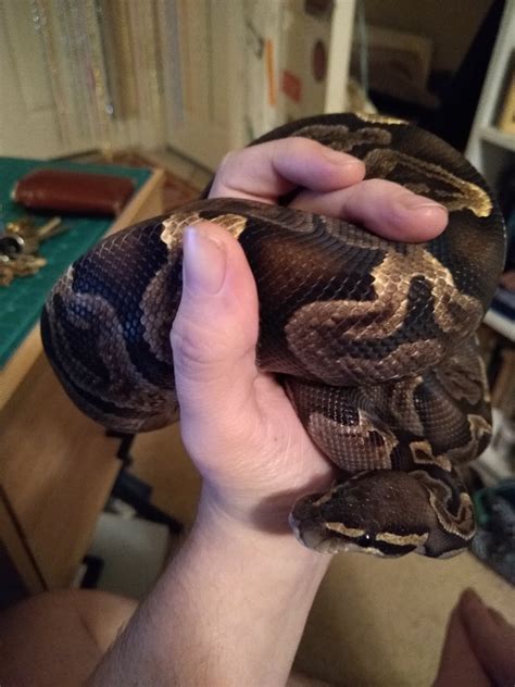 Morph Id Help In Pos Chocolategravel Ball Pythons Morphmarket