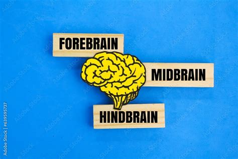 Forebrain Midbrain And Hindbrain Brain Function Concept Stock Photo Adobe Stock