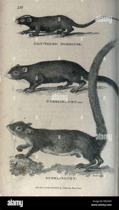 This Work Covers The Systematic Classification And Characteristics Of