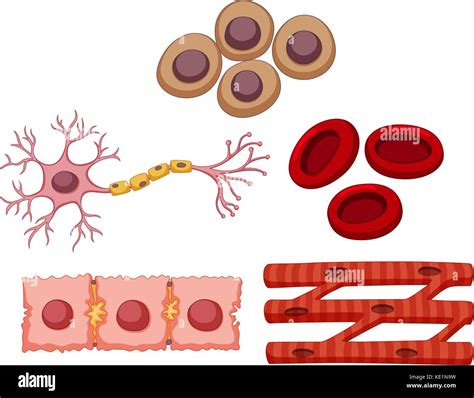 White Blood Cell Drawing Stock Photos White Blood Cell Drawing Stock Images Alamy