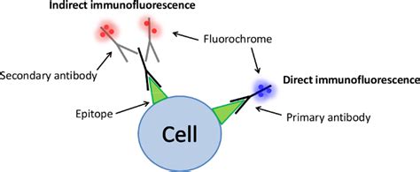Video Immunofluorescence To Monitor The Cellular Uptake Of Human
