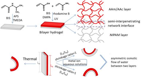 Polymers Free Full Text A Metal Ion And Thermal Responsive Bilayer Hydrogel Actuator