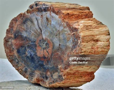 Fossilized Tree Photos And Premium High Res Pictures Getty Images