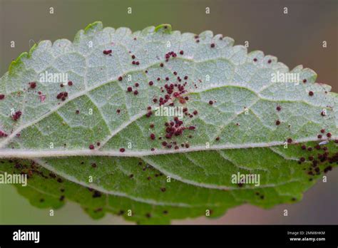 Puccinia Rust Fungus Under Microscope Hi Res Stock Photography And Images Alamy