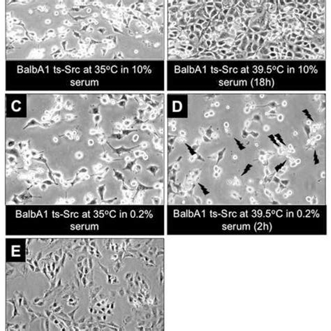 Proposed Model Of Oncogene Addiction Download Scientific Diagram