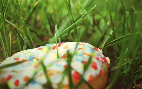 배경 화면 2560x1600 픽셀 도넛 자연 2560x1600 Goodfon 1091780 배경 화면 Wallhere