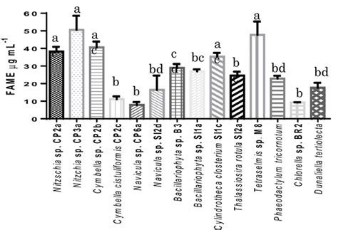Total Fatty Acid Methyl Esters FAMEs Contents Of The Isolated