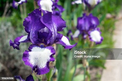 녹색 나뭇잎과 꽃 침대의 배경에 아이리스 꽃의 클로즈업 보기 아름 다운 Varietal 아트 데코 화이트 블루 바이올렛 정원 홍