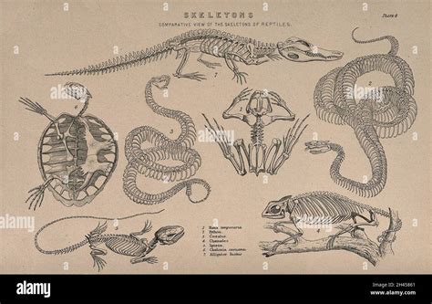 skeletons of various reptiles seven figures illustrating the skeletons of an alligator a