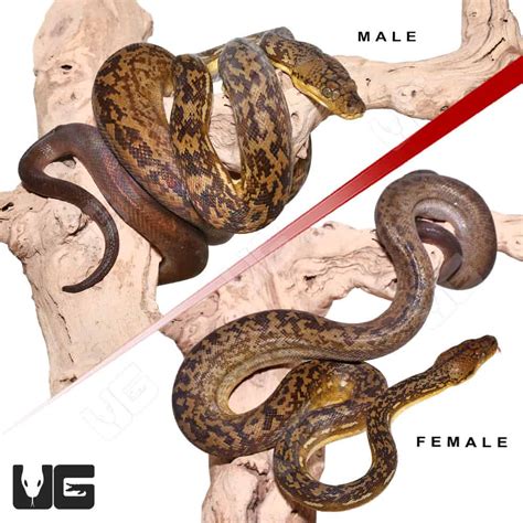 Timor Python Pair Malayopython Timoriensis For Sale Underground