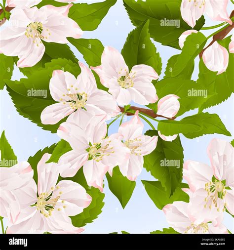 Seamless Texture Twig Of Apple Tree With Flowers Blue Background