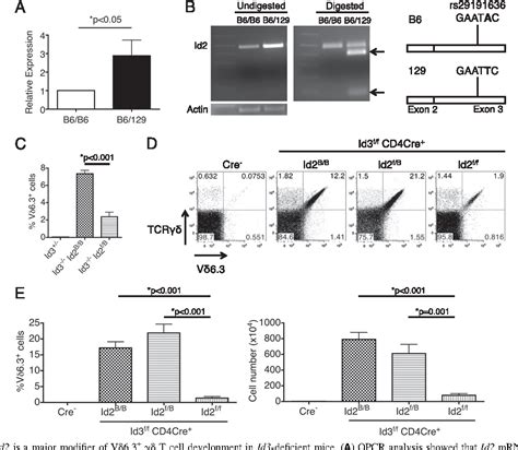 Figure 2 From Population Size Of Innate Like In Regulating The Development And Id3 And Id2 Act