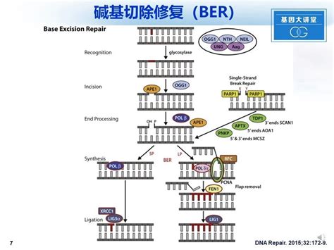 赛福基因公开课《dna修复缺陷在肿瘤精准治疗中的价值及应用》 基因大讲堂 赛福基因 以基因科技推动遗传病诊疗创新，守护生命健康