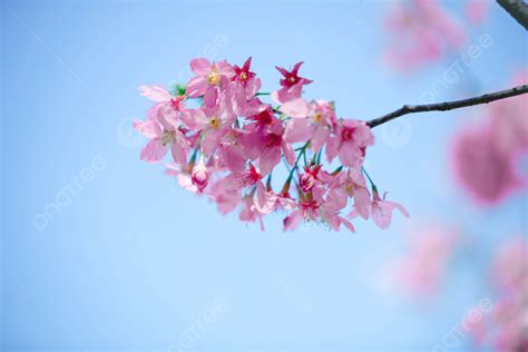 핑크 사쿠라 사진 사진 로맨틱 배경 식물 꽃에 감탄하다 벚꽃 배경 일러스트 및 사진 무료 다운로드 Pngtree