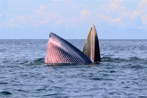 Brydes Whale Giants Of The Warm Seas Guides Destinations Gear Whales Conservation