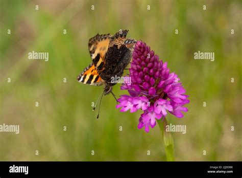 Detailed Close Up Of A Small Tortoiseshell Butterfly Aglais Urticae