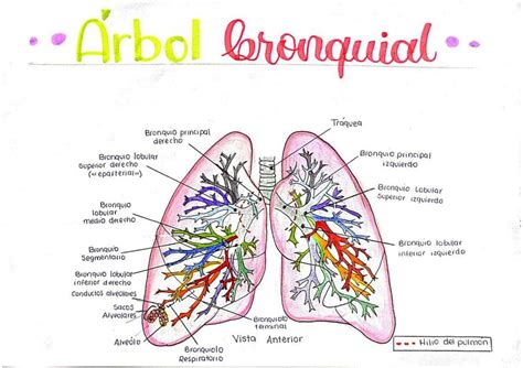 Árbol Bronquial Ana Cristina López Udocz